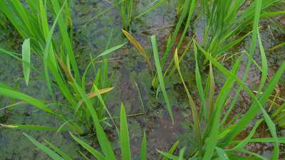 Ma panta lo zink lopam ani chupistundi emi vadali chepthara | సంఘం ...