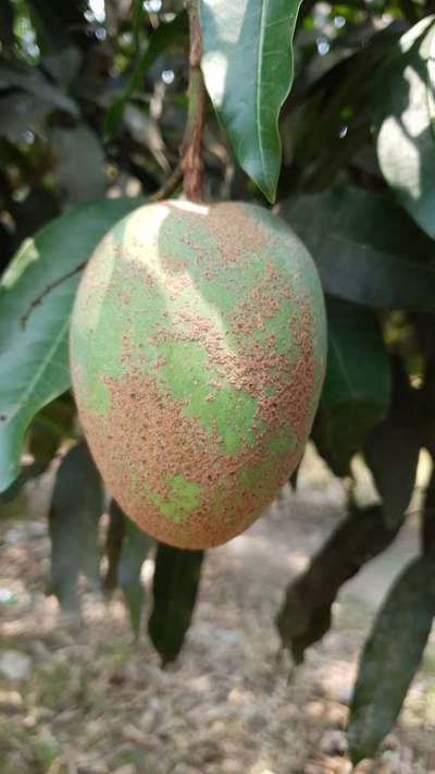 Any suggestion for this problem... | Community | Plantix