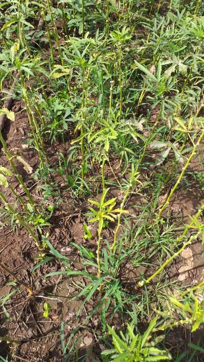 Patte pile pad rahe aur podhe sukh rahe konsi bimari | समुदाय | प्लांटिक्स