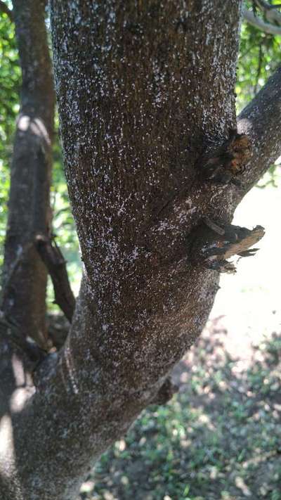 White flakes on citrus tree stem | Community | Plantix