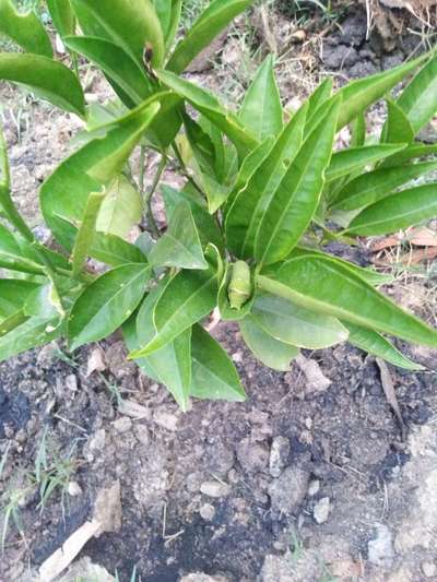 There are big green things on my orange plant which is eating leaves ...