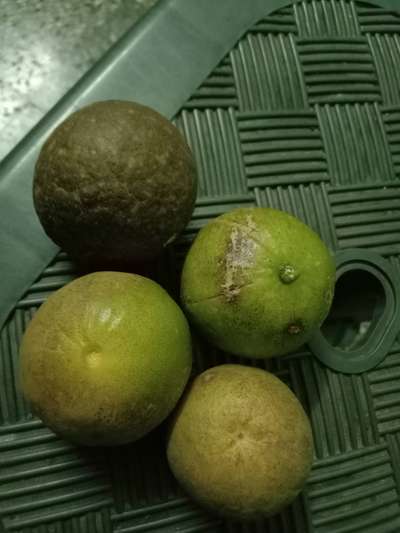 Kayalu midha machalu vastunayi nivarana cheppandi | సంఘం | ప్లాంటిక్స్