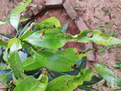 Mango leaves getting damaged | Community | Plantix
