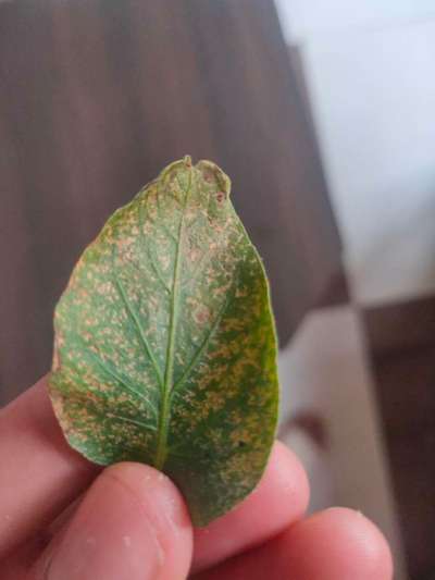 What is the disease and it's treatment? | Community | Plantix