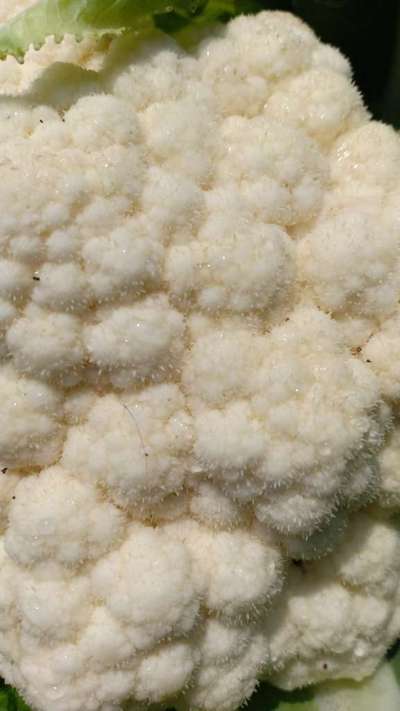 White hair on curd of cauliflower | Community | Plantix