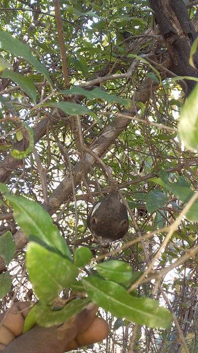 अनार का पेड़ और फल में कीड़े पड़ जाते हैं और सूख जाता है और फल बीच से ...