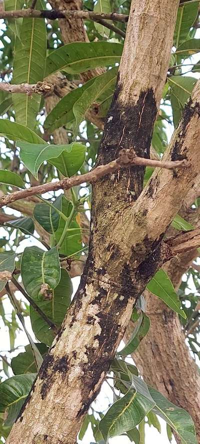 Fungus to Mango trees | Community | Plantix