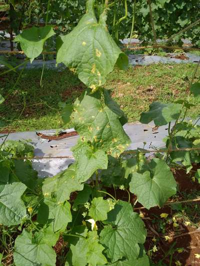 This is the current situation of my ridge gourd plants what might be ...