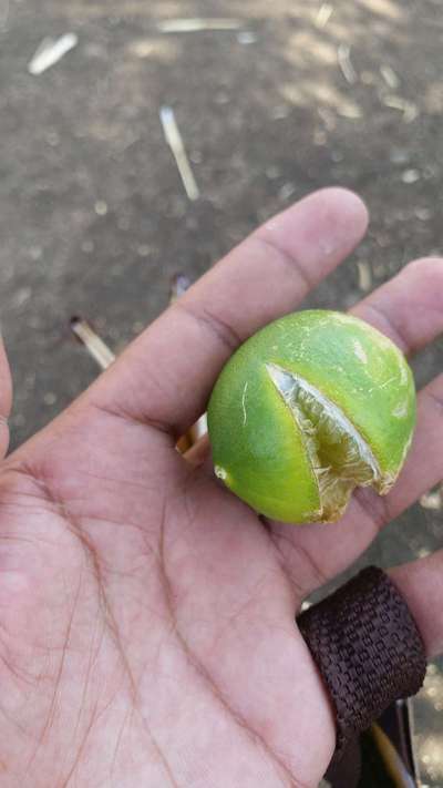 Why this lemon broken before ripening? | Community | Plantix