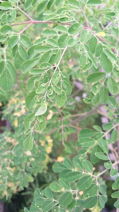 Leaves of my moringa tree turn yellow and fall off.. | Community | Plantix