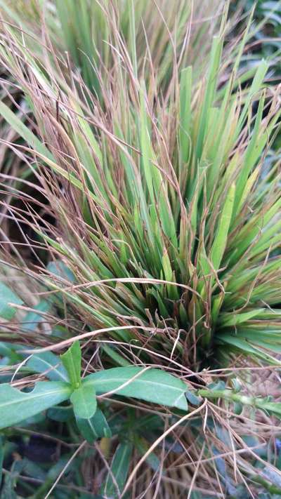 Mera dhan ki pattiyo me sukha parna ar Lalal ho Jana iski karan kiya ...