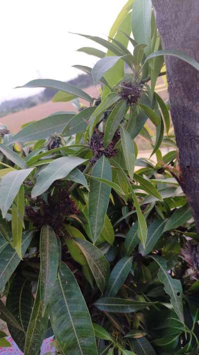 Eee chettuki adho problem vundhi ? Ala cure avudho cheppandi | సంఘం ...