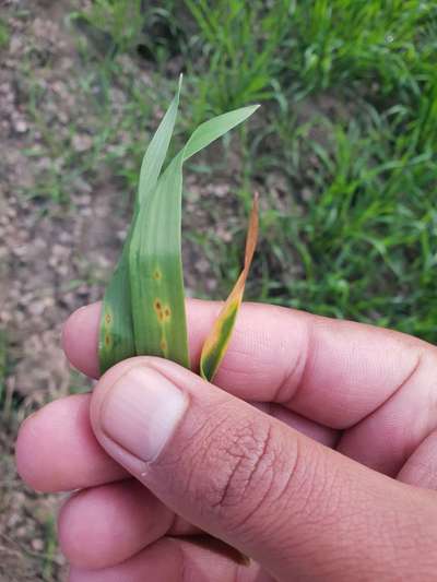 Problem in wheat crop kindly tells its solution | Community | Plantix
