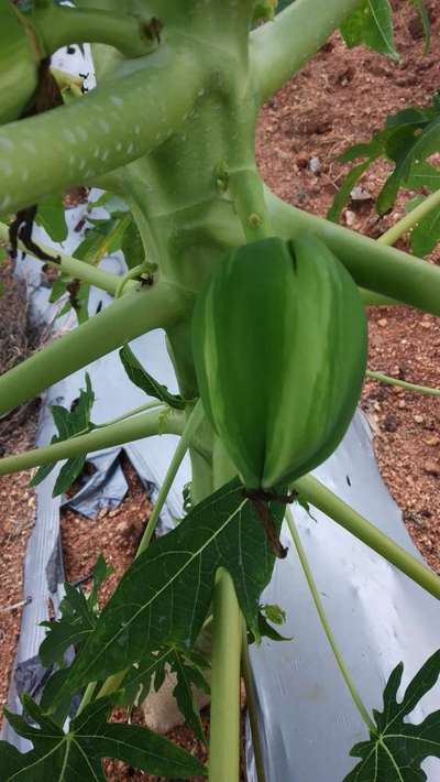Why Papaya Not Growing Properly Community Plantix