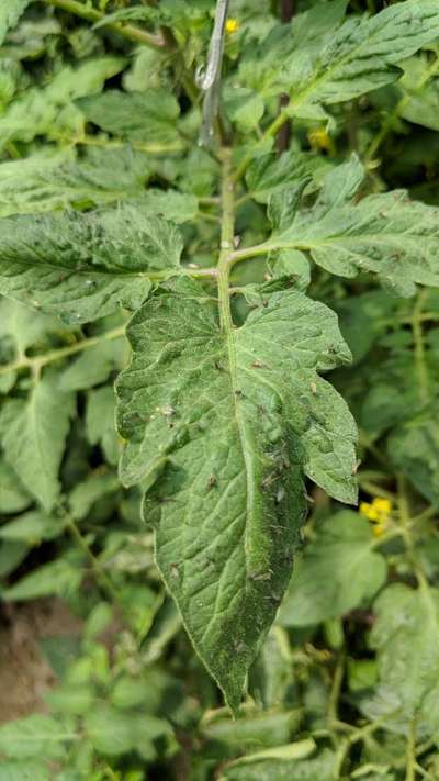My garden tomato plant has these small flies/ insects on them ...