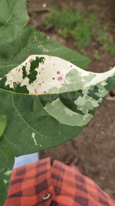 Pandhare pane ka hotay | कृषी समुदाय | प्लँटिक्स