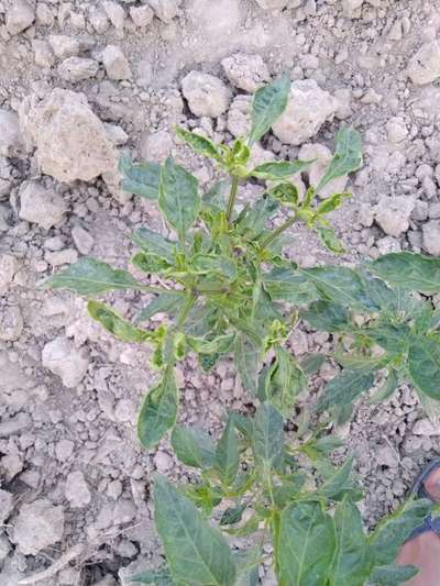 What is the problem and how is the solve of problem,and tell me ...