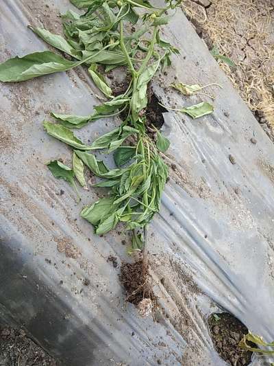 Problem in capsicum plant roots, please give suggestions | Community ...