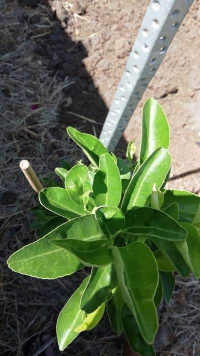 Hi there you smart people. My Cape Rough skin lemon tree has bubbly ...