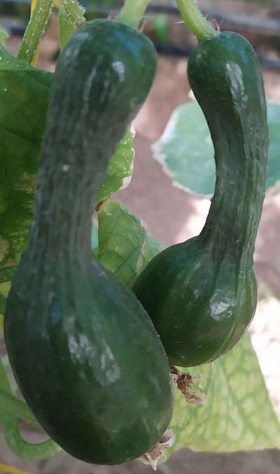 What could be the reason for this disformation in cucumber | Community ...