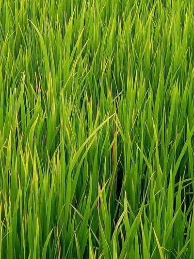My paddy crop leaf tips getting yellow | Community | Plantix