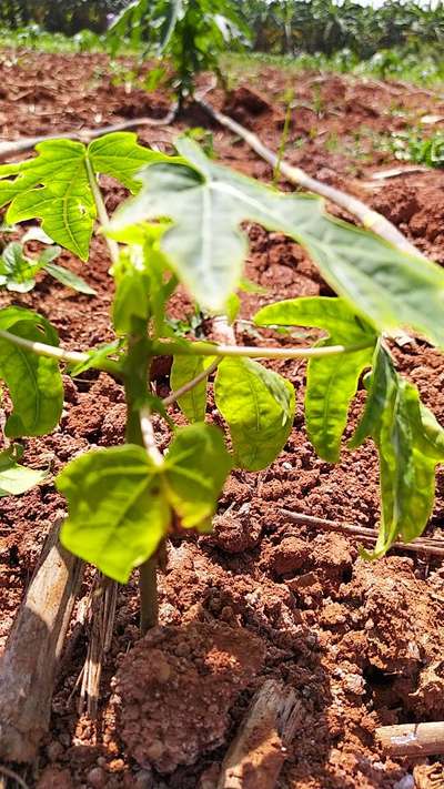 Which medicine would I like to use for these type? | Community | Plantix