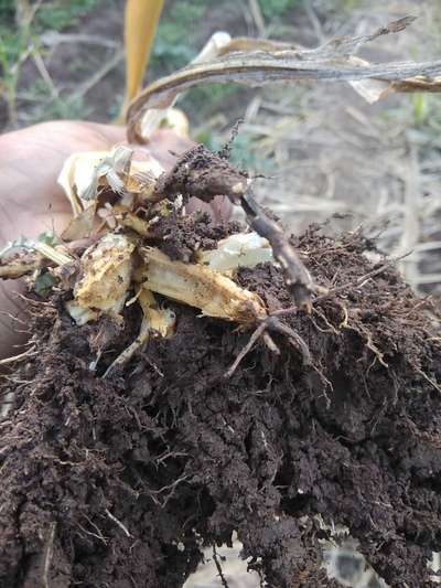 Maize drying at the stage of cob setting | Community | Plantix