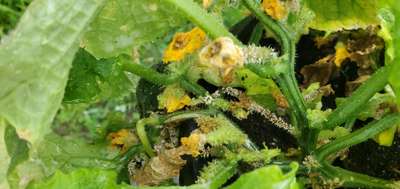 I'm trying to identify the problem or multiple problems causing my ...