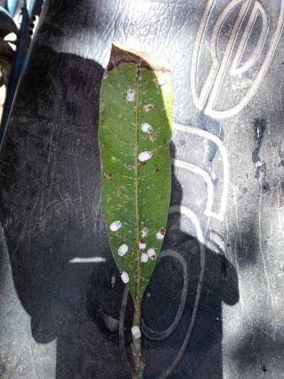 Disease in my mango tree | Community | Plantix
