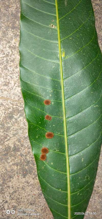 This type of disease is there on leaves of Mango tree. | Community ...