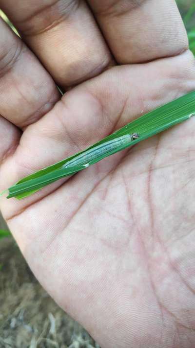 Control measures for rice leaf folder? | Community | Plantix