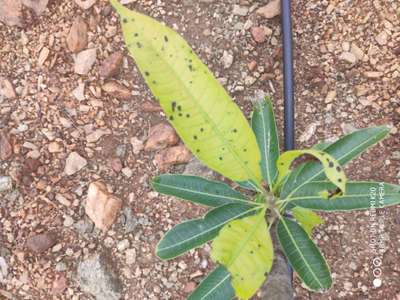 Is it iron deficiency or bacteria problem? Tell me soiution | Community ...