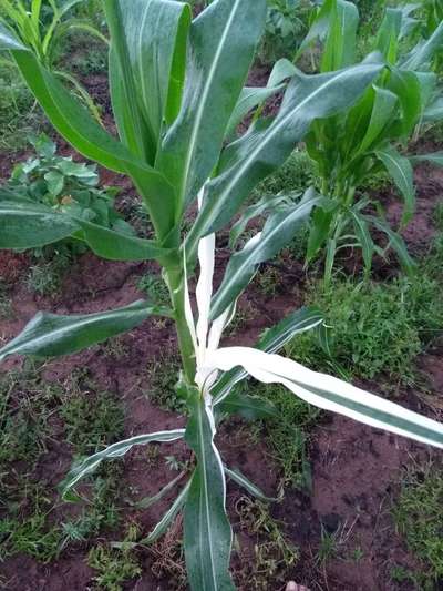 Folha branca no milho | Comunidade | Plantix