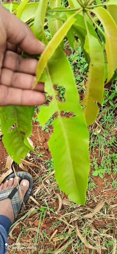 Mango plants leaves getting damage | Community | Plantix