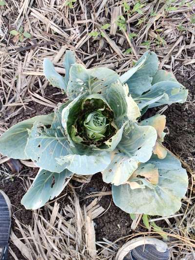 Hello friend, can you please tell me what's this disease over cabbage ...