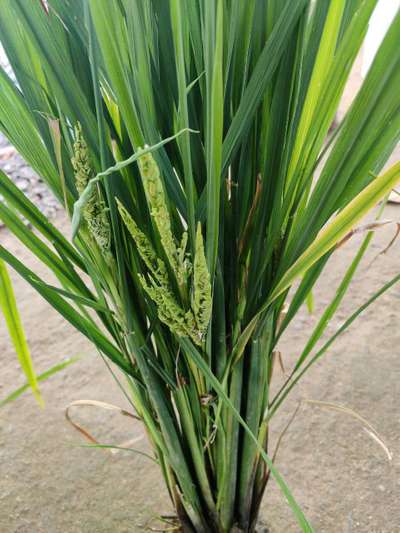 Rice crop, at flowering stage, identify the disease. | Community | Plantix