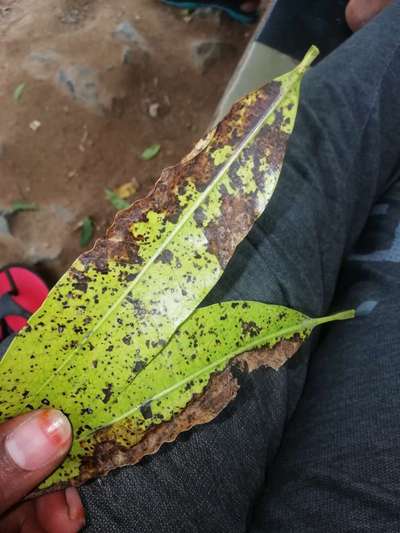 Is this phoma disease or anthracnose in mango | Community | Plantix