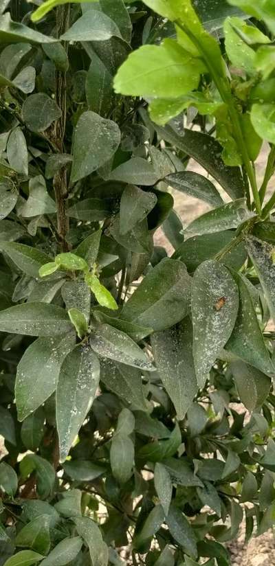 Is this powdery mildew? | Community | Plantix