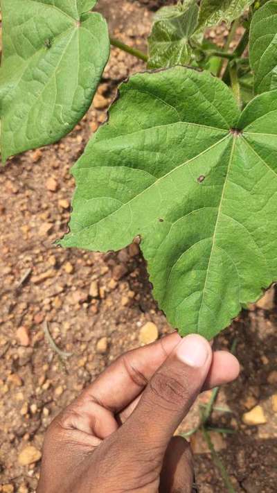 Remedies for this ?? Plss | Community | Plantix