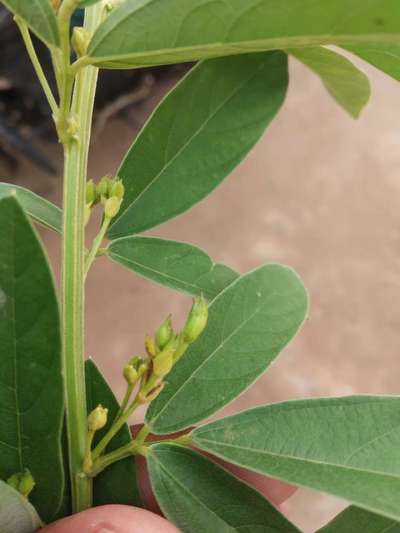 This is pigeon pea plant , what is the disease name and remedy ...