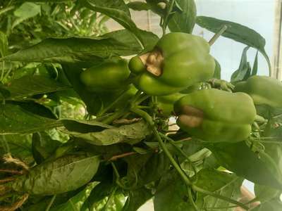 I have attached damaged capsicum photos | Community | Plantix