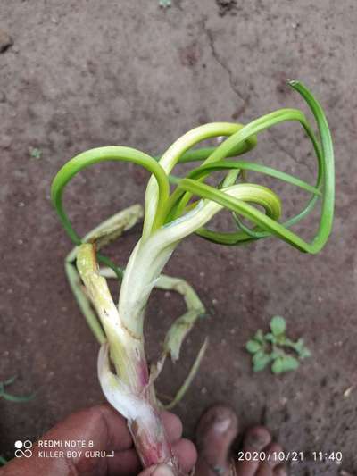 Is it disease or disorder in onion and suggest control measure ...