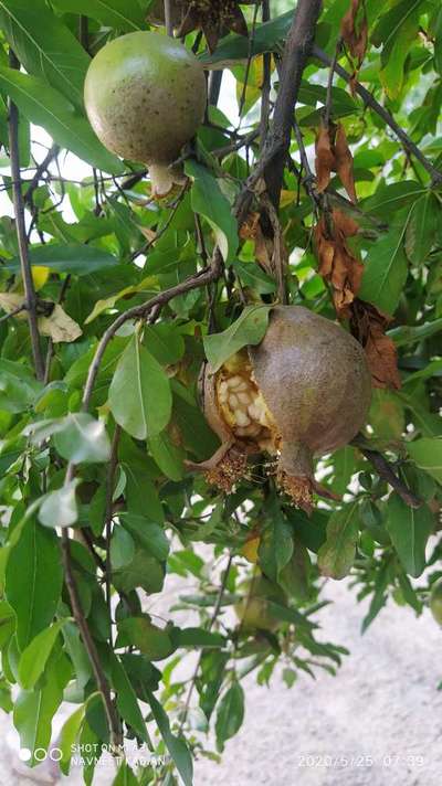 Cracking in pomegranate | Community | Plantix