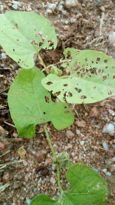 Something disease spread to my anumulu plants .. give me suggestions ...