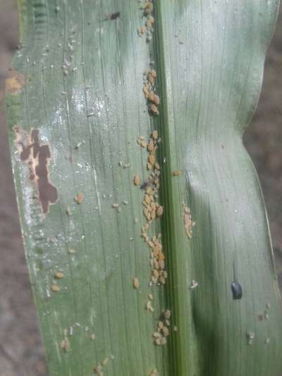 identify the pest???? | Community | Plantix