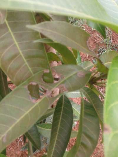 tena manchu purugu nivarana | సంఘం | ప్లాంటిక్స్