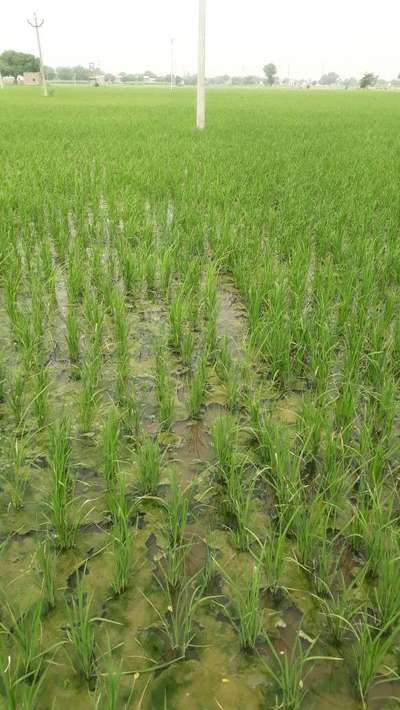 What should we do for foot rot (bakaani)in 1509 variety. | Community ...