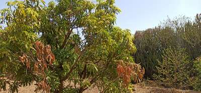 What kind of treatment apply to Mango dieback at the time(month ...