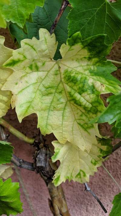 Leafes at the bottom of grape turn yellow | Community | Plantix