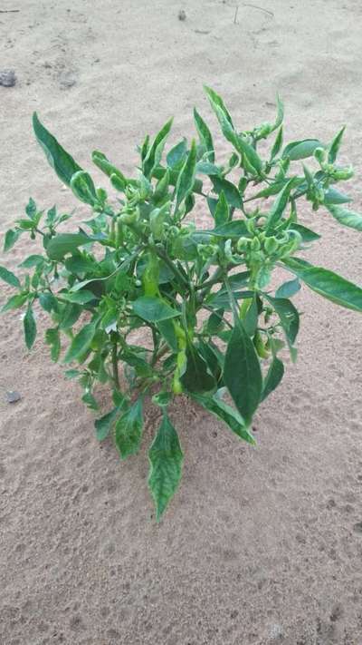 Advise required for this 50 days old chilli | Community | Plantix